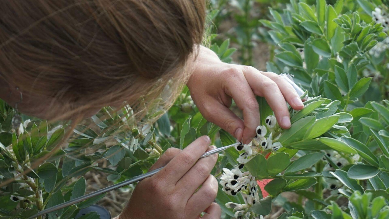 Irish faba beans (Fabales: Fabaceae) depend on wild bumblebee ...
