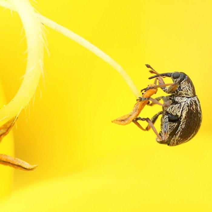 PhD opportunities - Royal Entomological Society