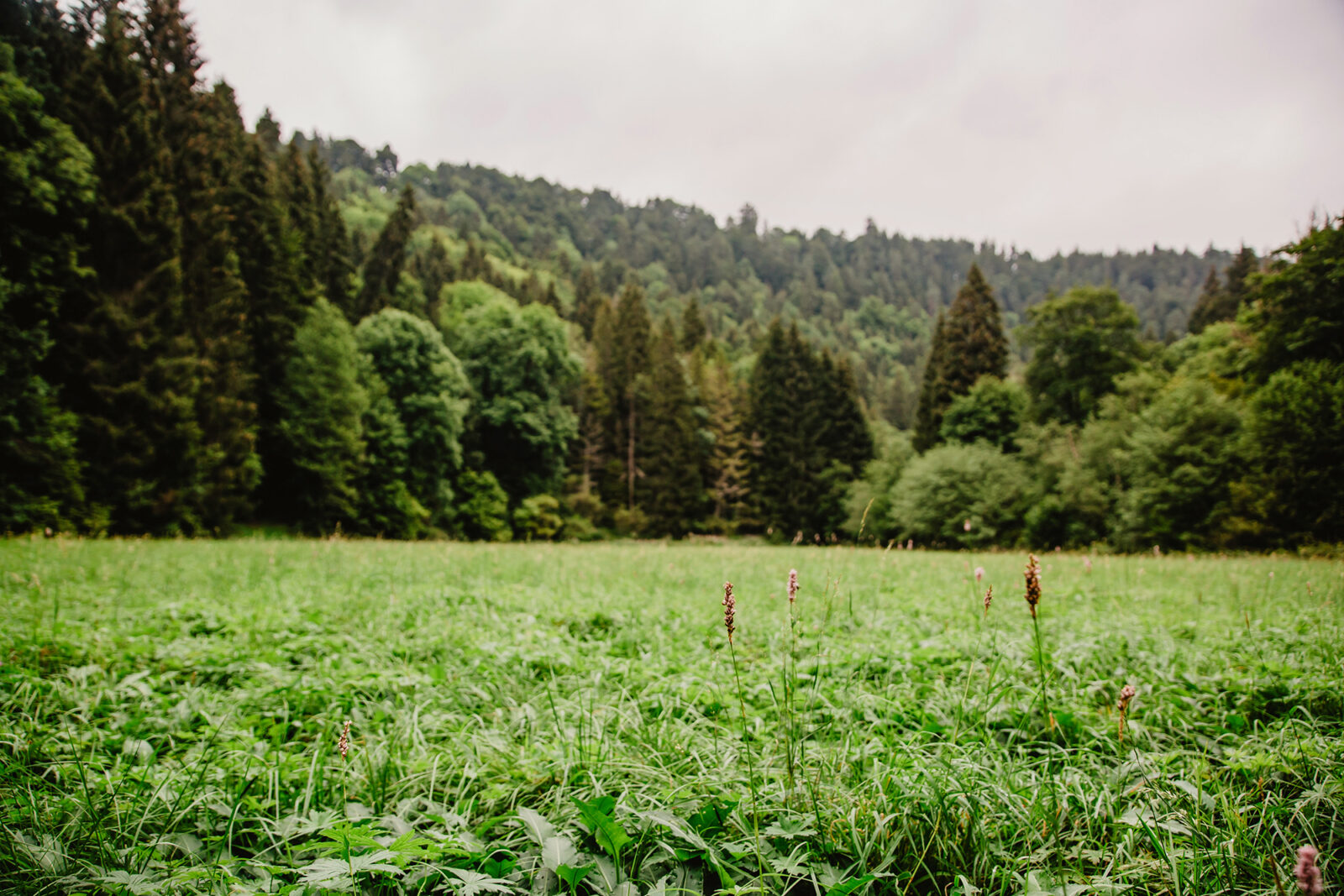 The mulching timing of forest meadows influences insect diversity ...