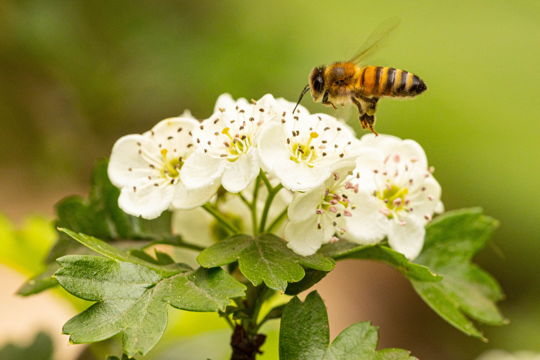 Scientists to monitor pollinators in RHS Chelsea Flower Show first ...