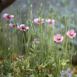 The RES Garden - Royal Entomological Society
