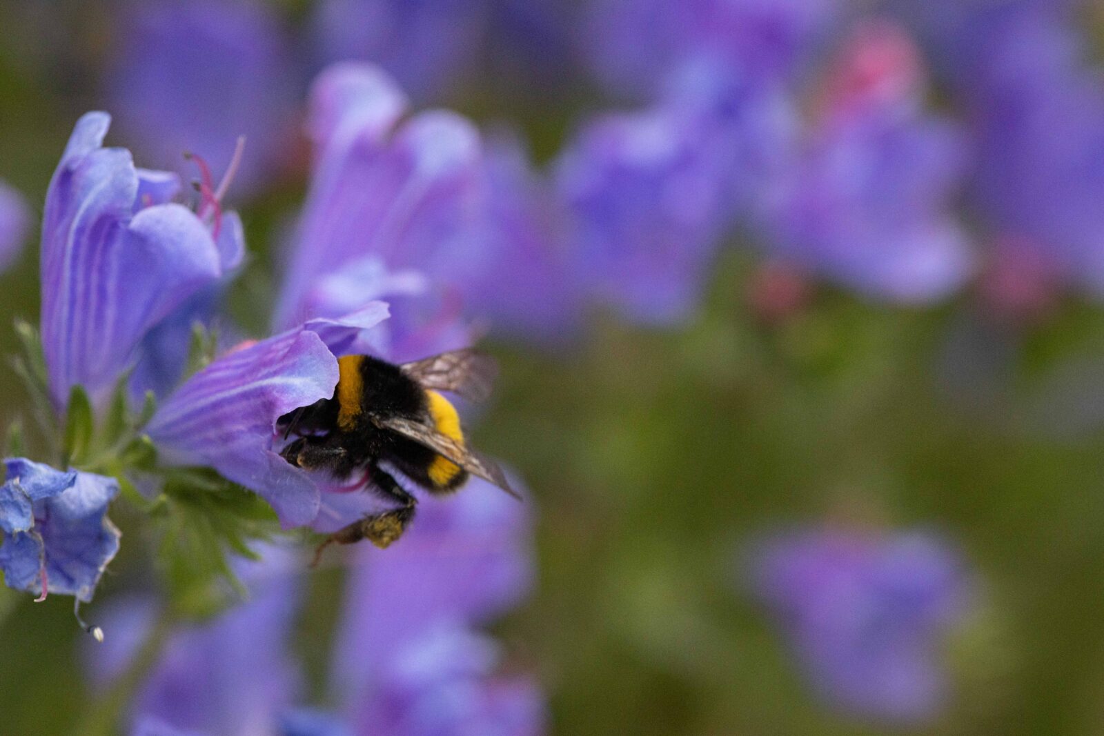 What insects are on the RES Garden? - Royal Entomological Society