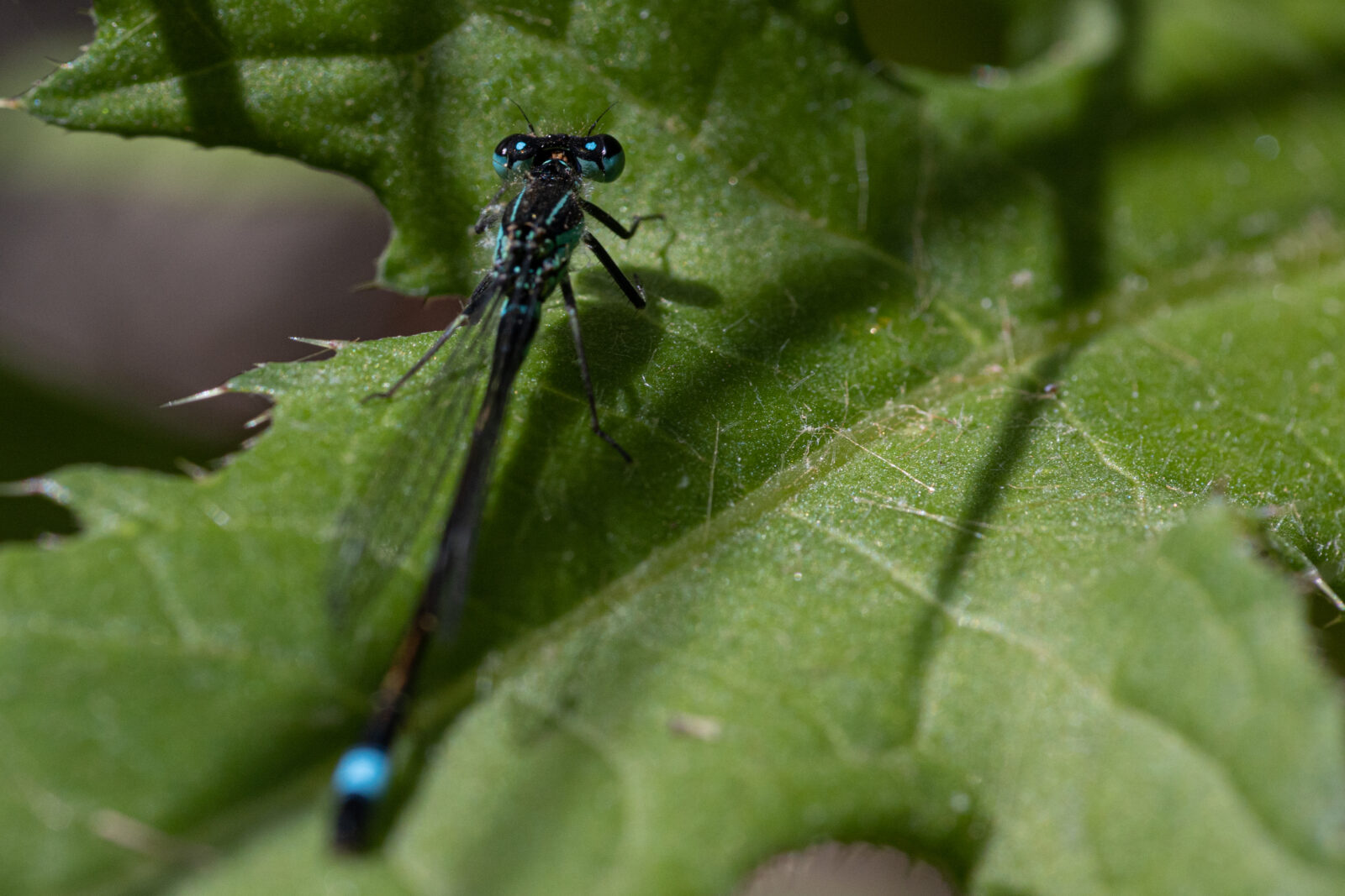 What insects are on the RES Garden? - Royal Entomological Society