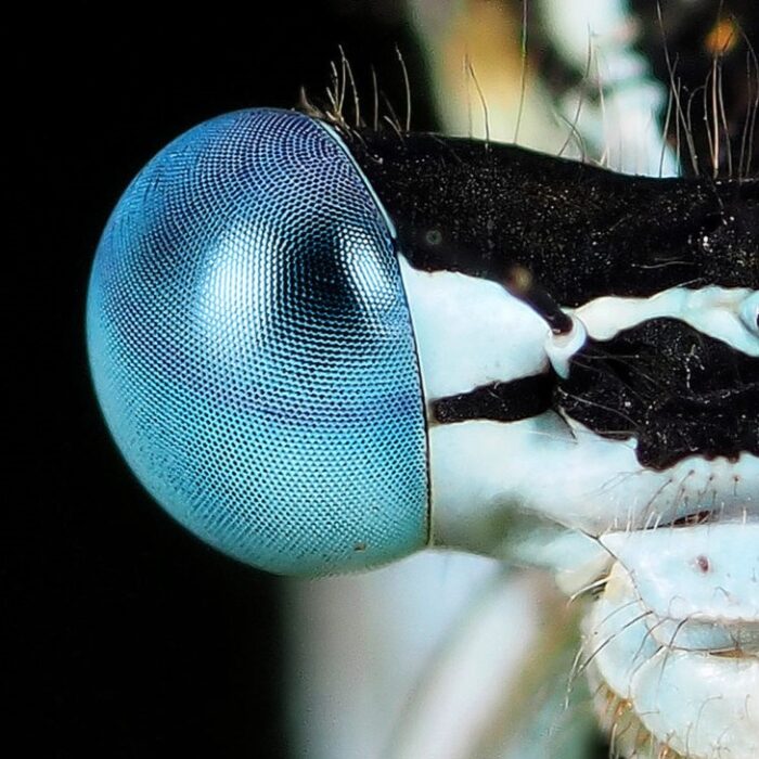 What is entomology? - Royal Entomological Society