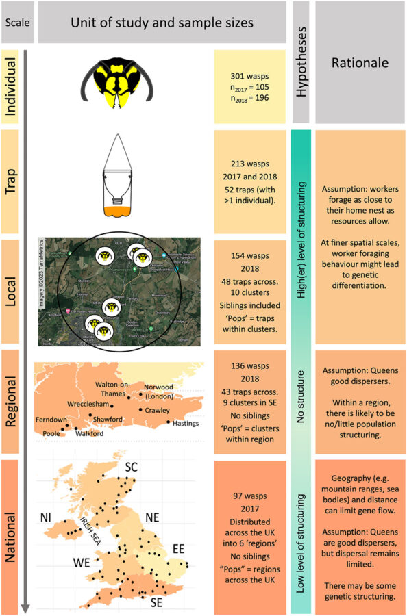 Citizen scientists reveal how the common wasp spreads across UK - Royal ...