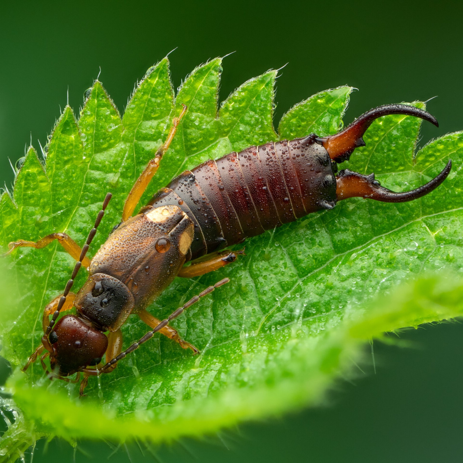 Earwigs act as the perfect natural enemy to reduce aphid numbers ...