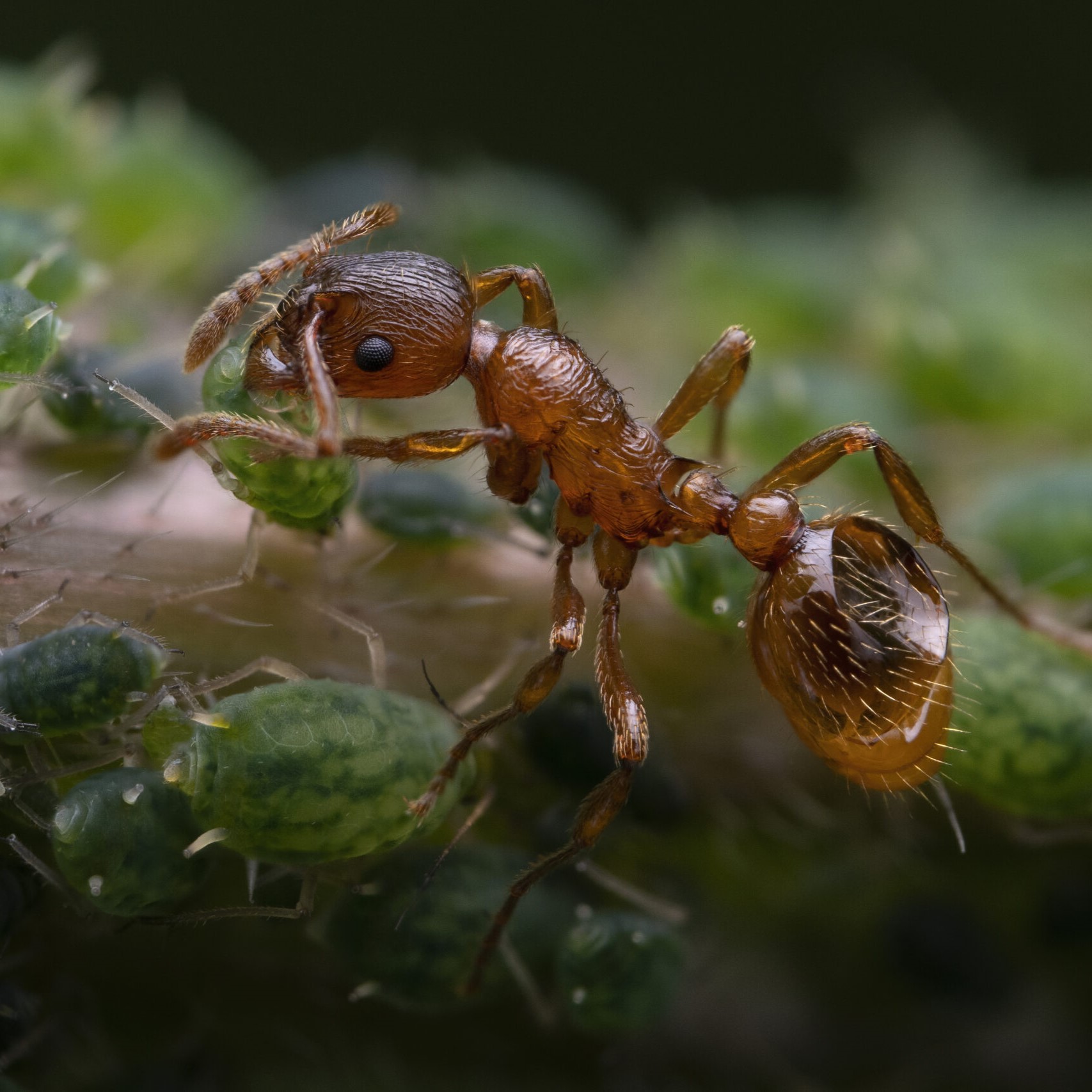 There are 20 quadrillion ants on earth and we should respect them ...
