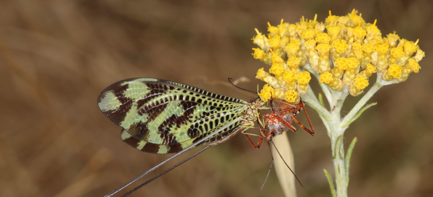 Lacewings may seem fragile but are voracious predators - Royal ...