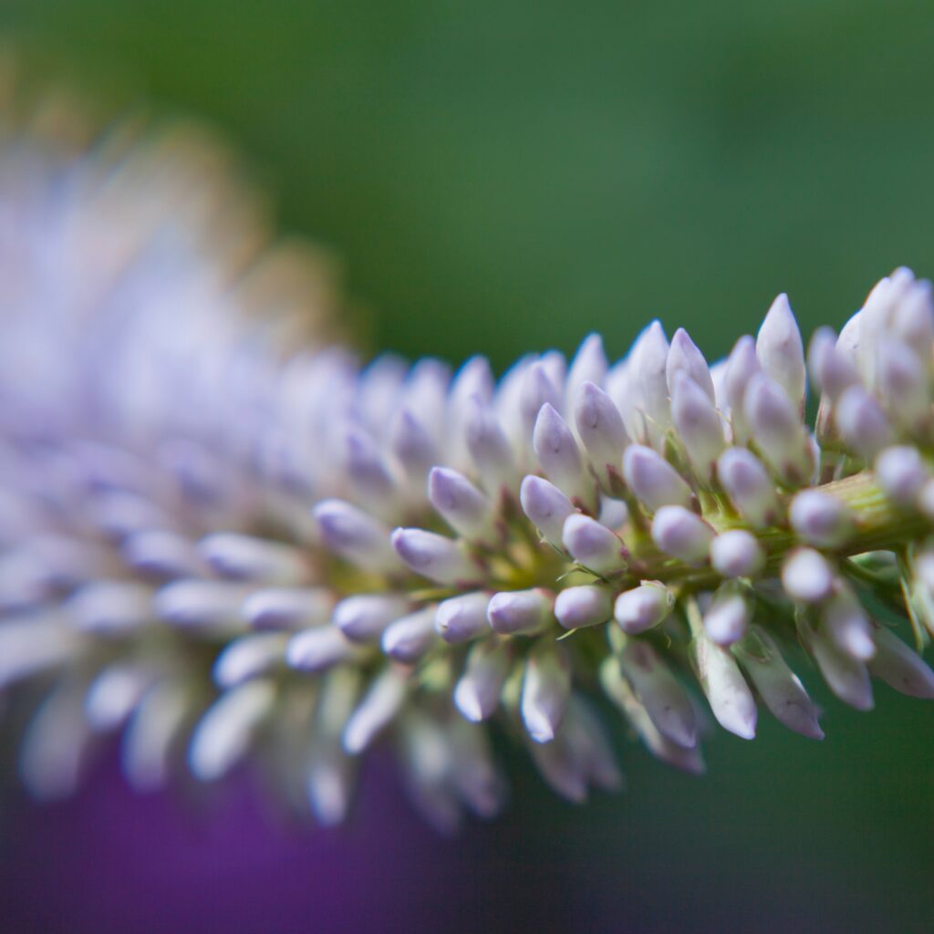 About the garden - Royal Entomological Society