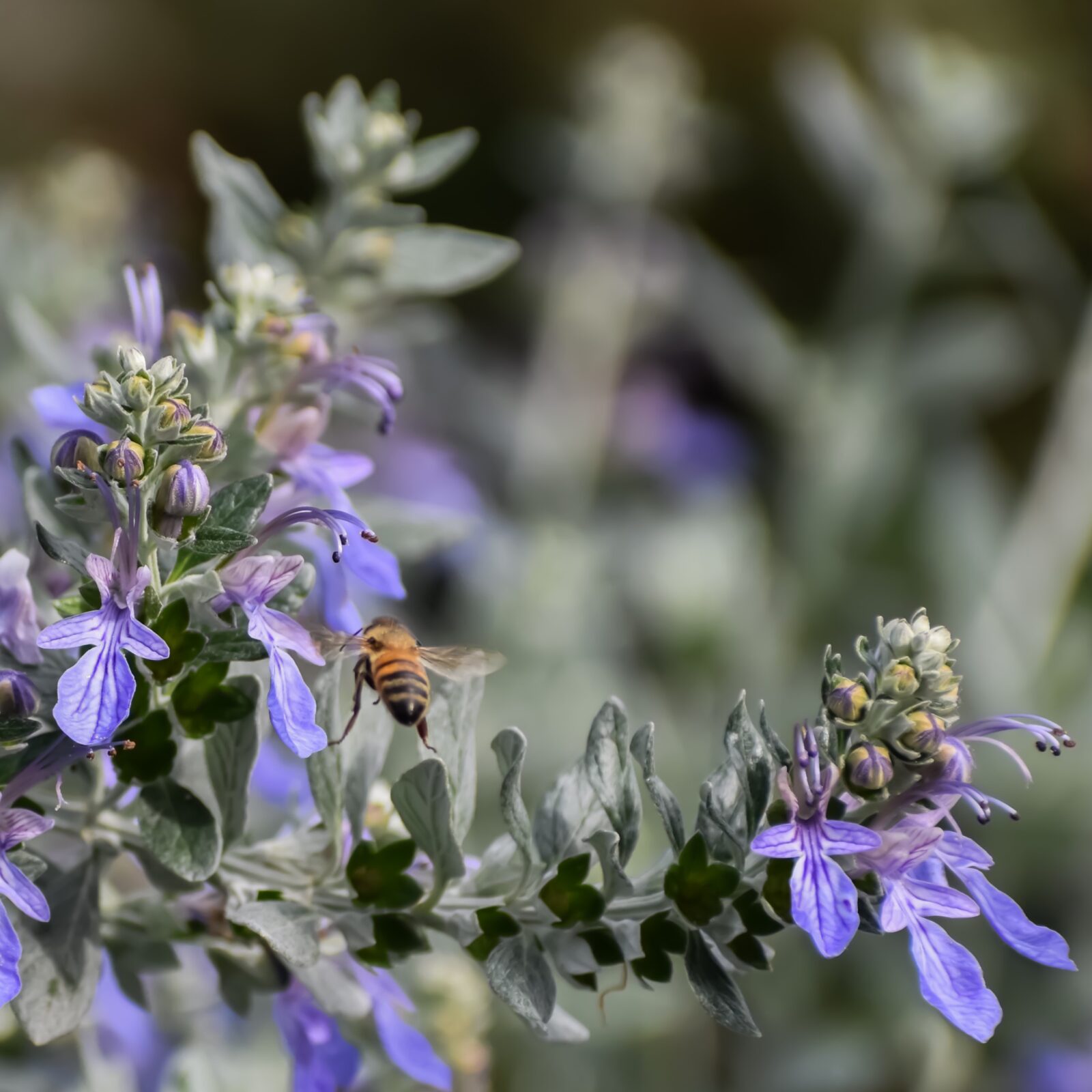 About the garden - Royal Entomological Society