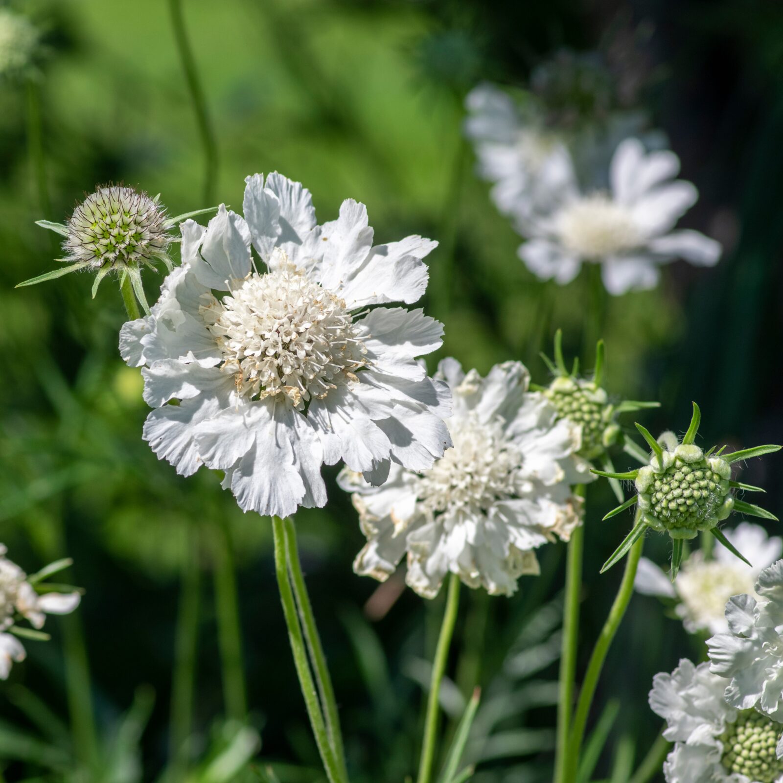About the garden - Royal Entomological Society