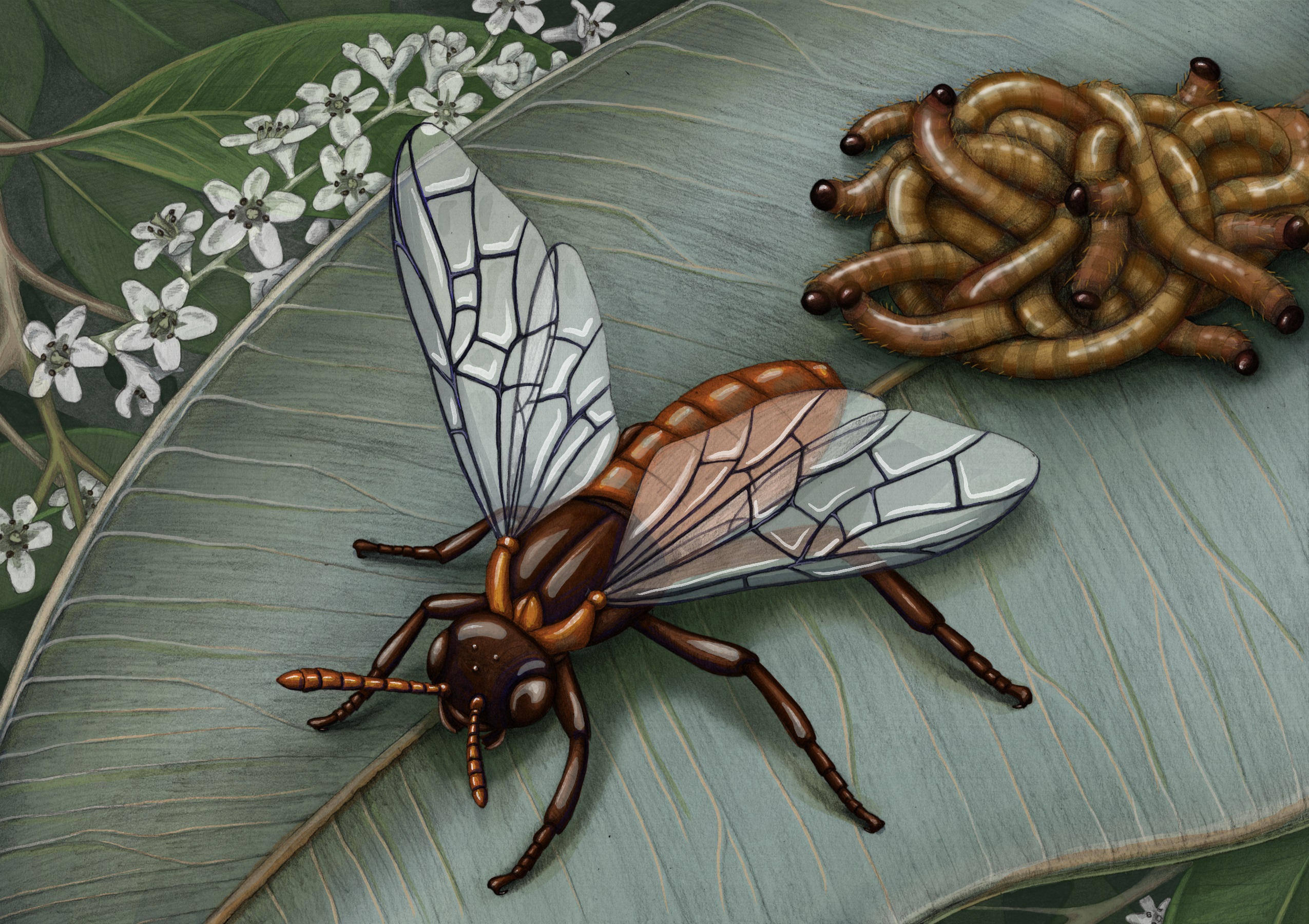 Fossil sawfly discovery 16 million years in the making - Journal ...