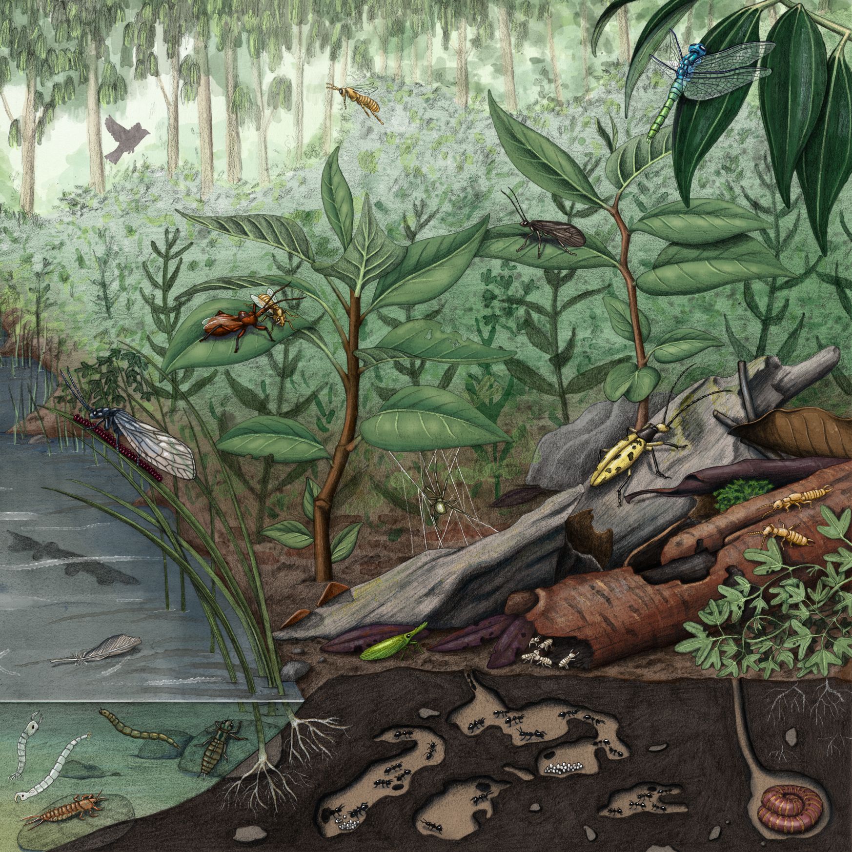 Fossil sawfly discovery 16 million years in the making - Journal ...