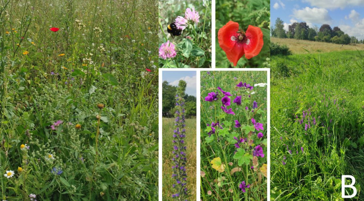 Can sown wildflowers compensate for cities’ lack of natural meadows ...