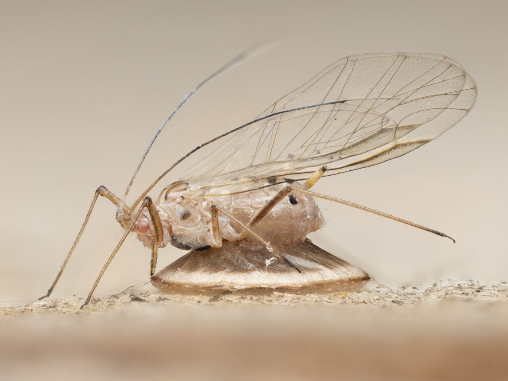 Photography Competition 2024 - Royal Entomological Society