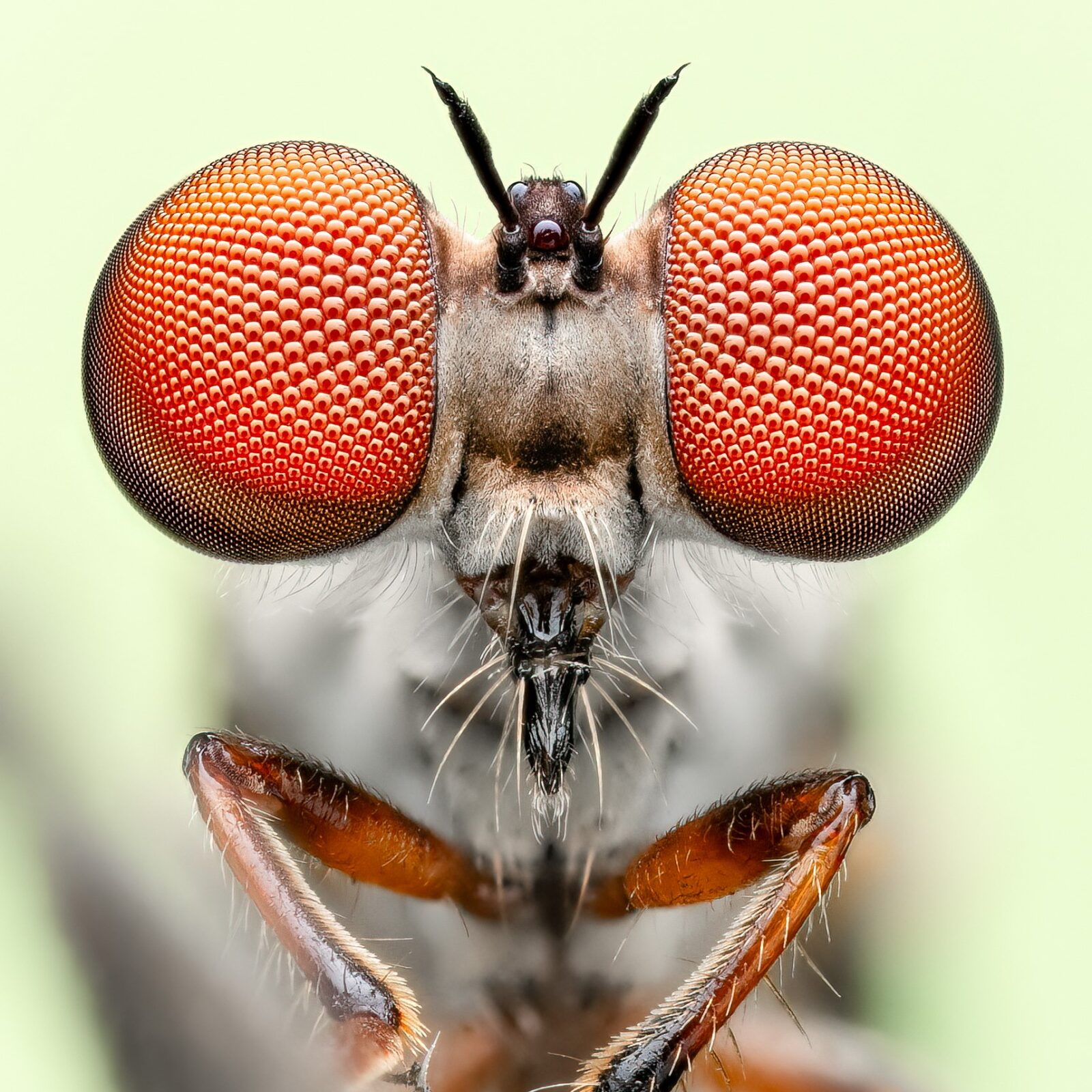 Winning images revealed in RES Photography Competition 2024 - Royal ...