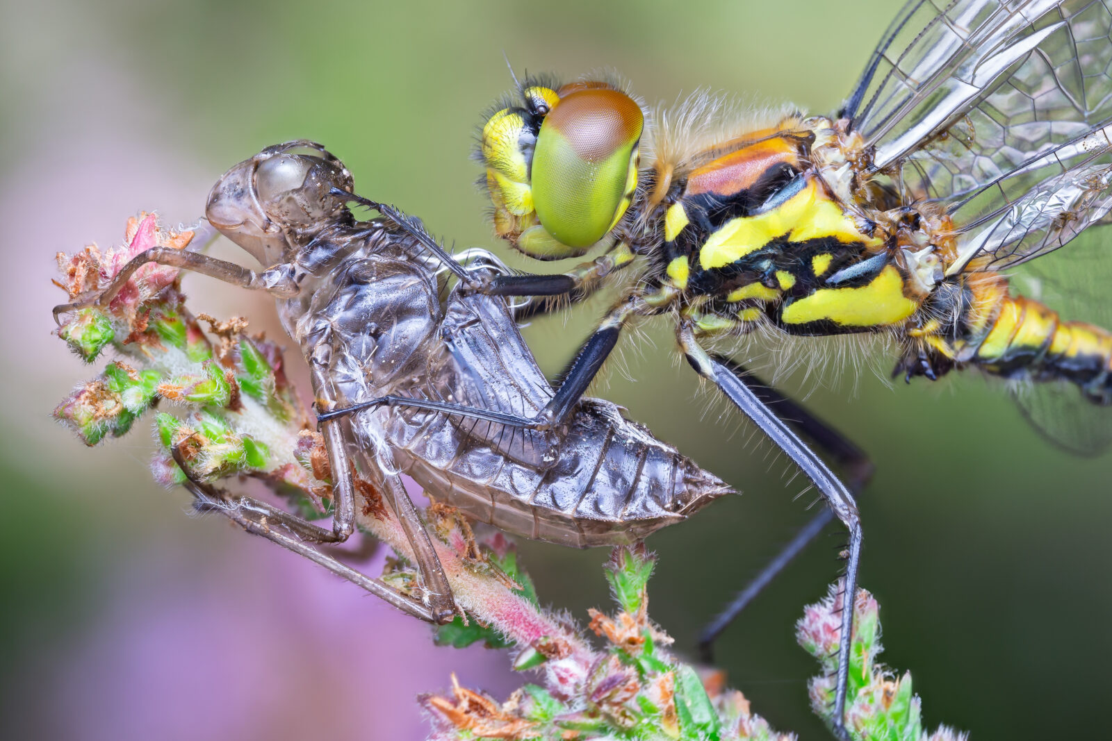 Photography Competition 2024 - Royal Entomological Society
