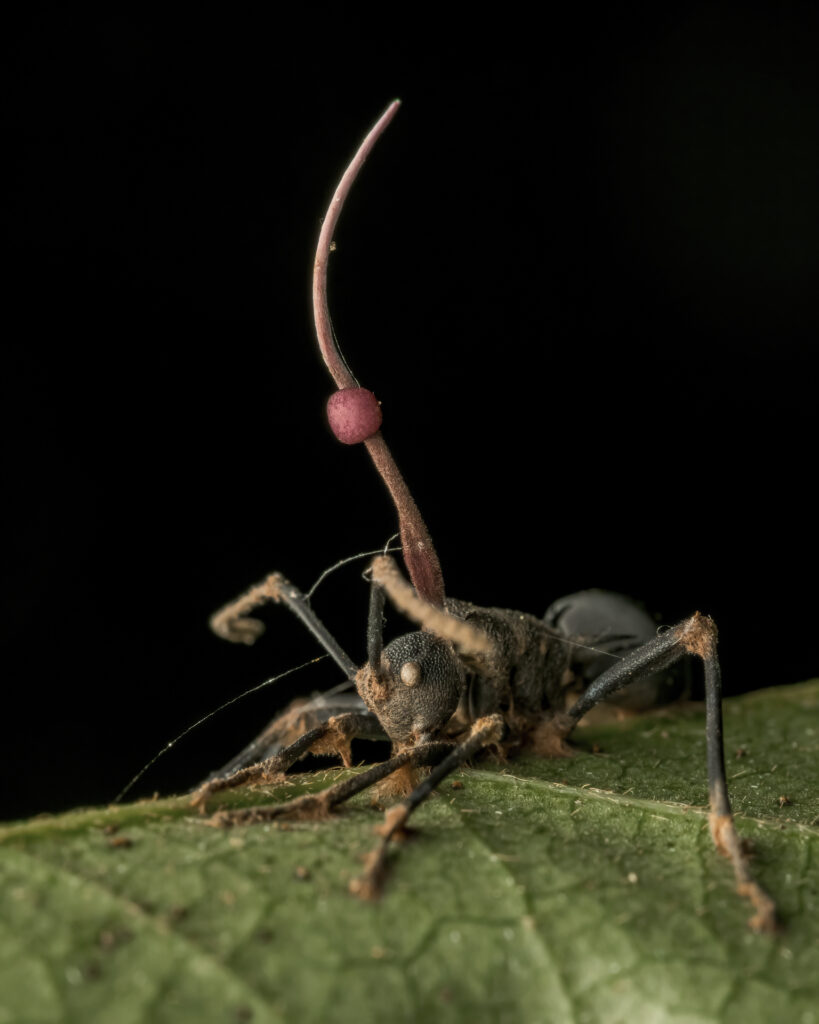 Photography Competition 2024 - Royal Entomological Society
