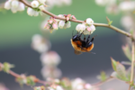 Insect Week - Royal Entomological Society