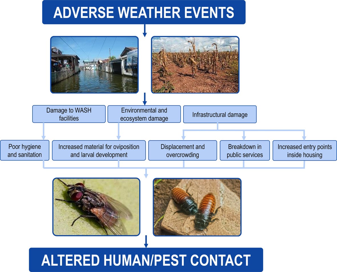 Climate change and adverse weather’s effects on flies and cockroaches ...