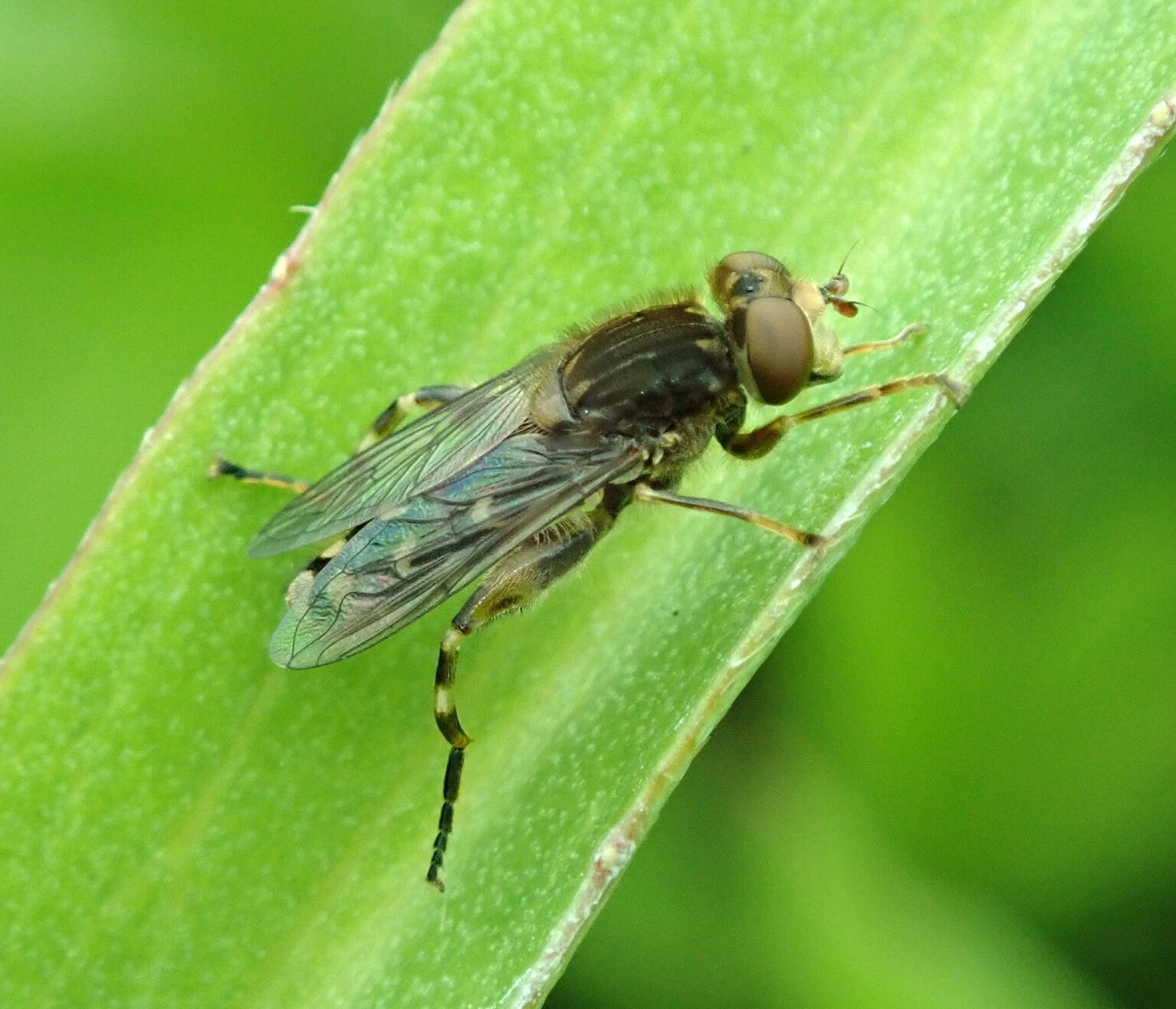 PoMS Annual Report 2024 - Royal Entomological Society