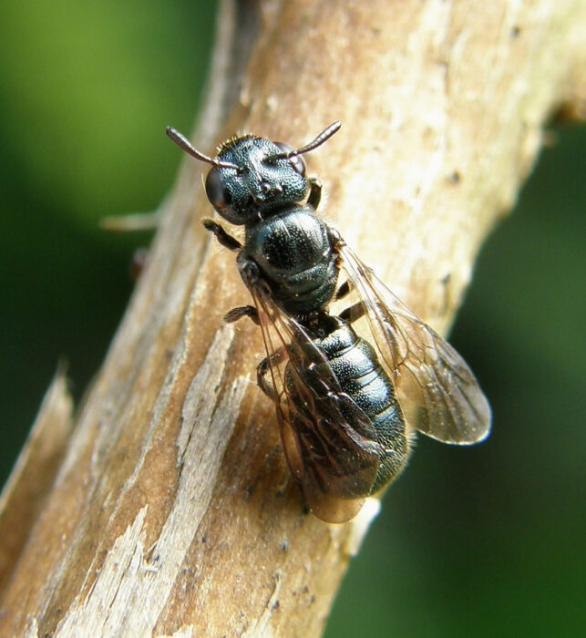 PoMS Annual Report 2024 - Royal Entomological Society