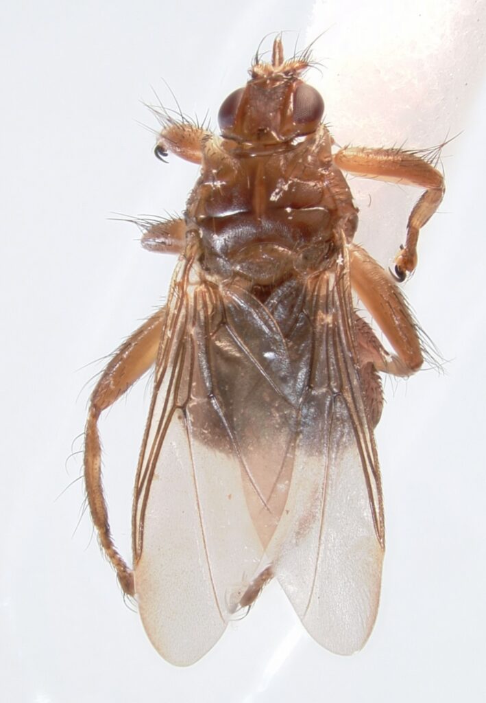 RES Journal Awards 2024 – MVE - Royal Entomological Society