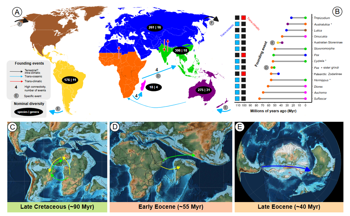 Unique evolution of sedentary Zodariidae ant spiders unveiled – Journal ...