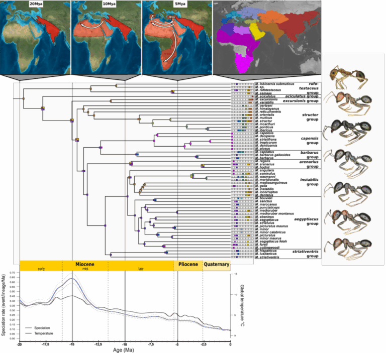 How climate shaped the evolution the diversification of Messor ...