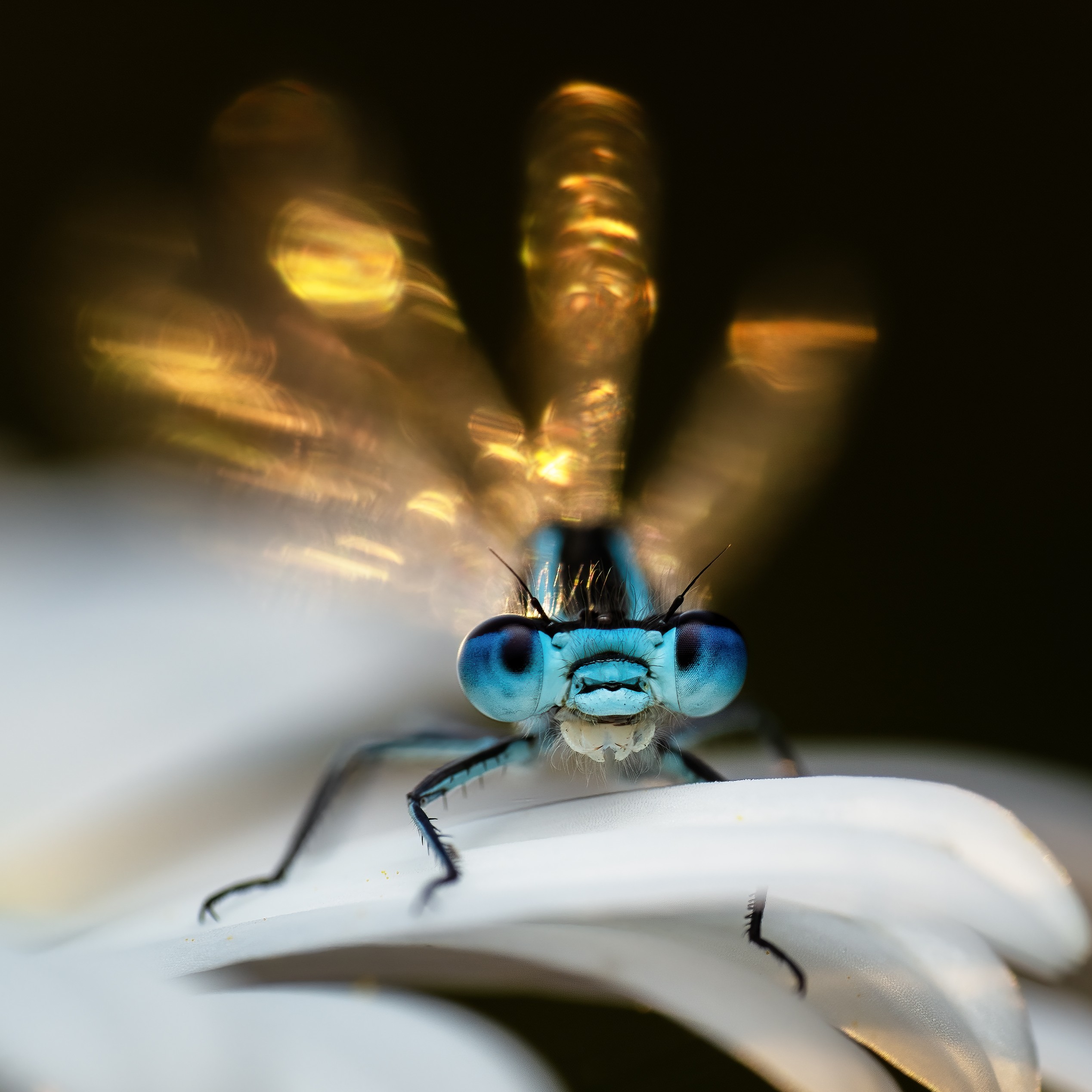 Insect Week 2026 Expands Across Five City Hubs to Inspire a New ...